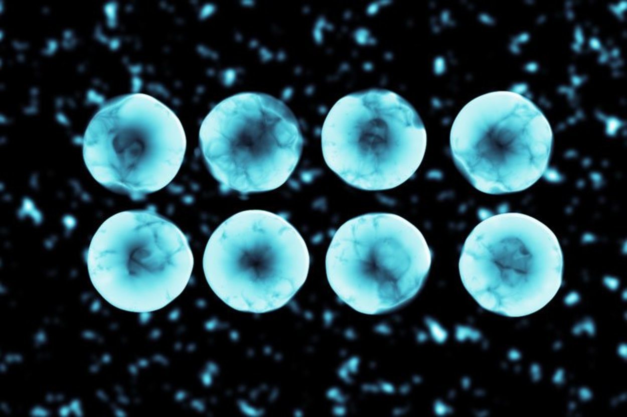 Qué es el cigoto, ¿cómo se desarrolla? - Bekia Padres