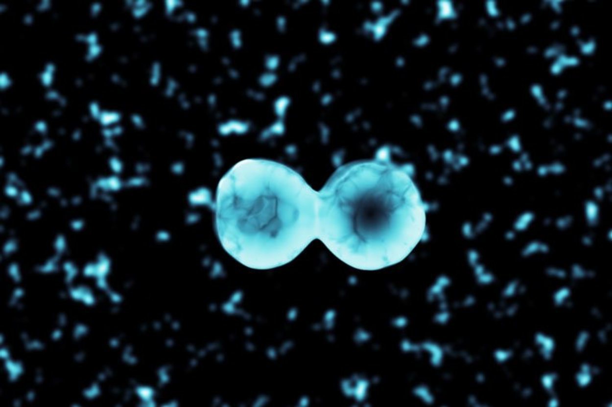 Qué es el cigoto, ¿cómo se desarrolla? - Bekia Padres