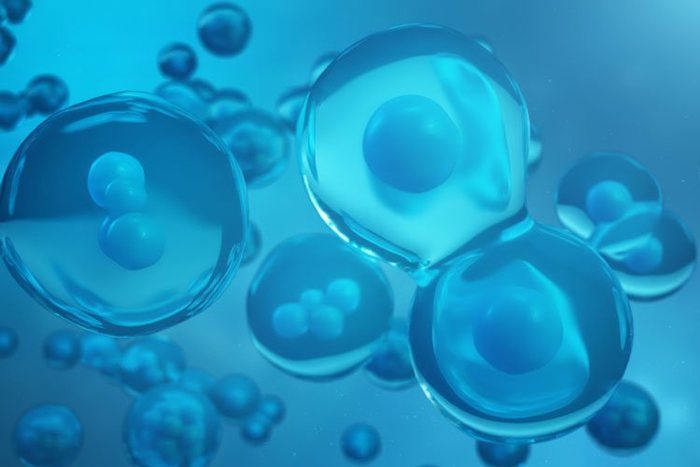 Qué es el cigoto, ¿cómo se desarrolla? - Bekia Padres