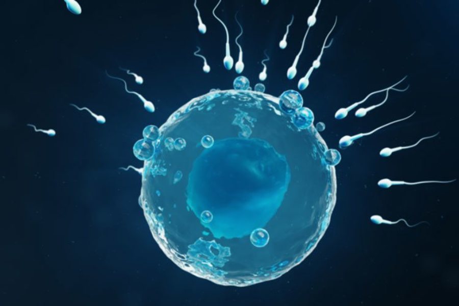 Qué es el cigoto, ¿cómo se desarrolla? - Bekia Padres